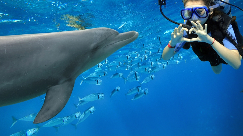 Swimming with dolphins: where you'll be able to swim responsibly ...