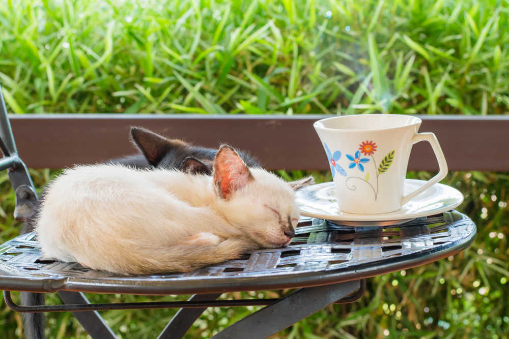The 5 Coolest Cat Cafes in the World | Miles Away Travel Blog
