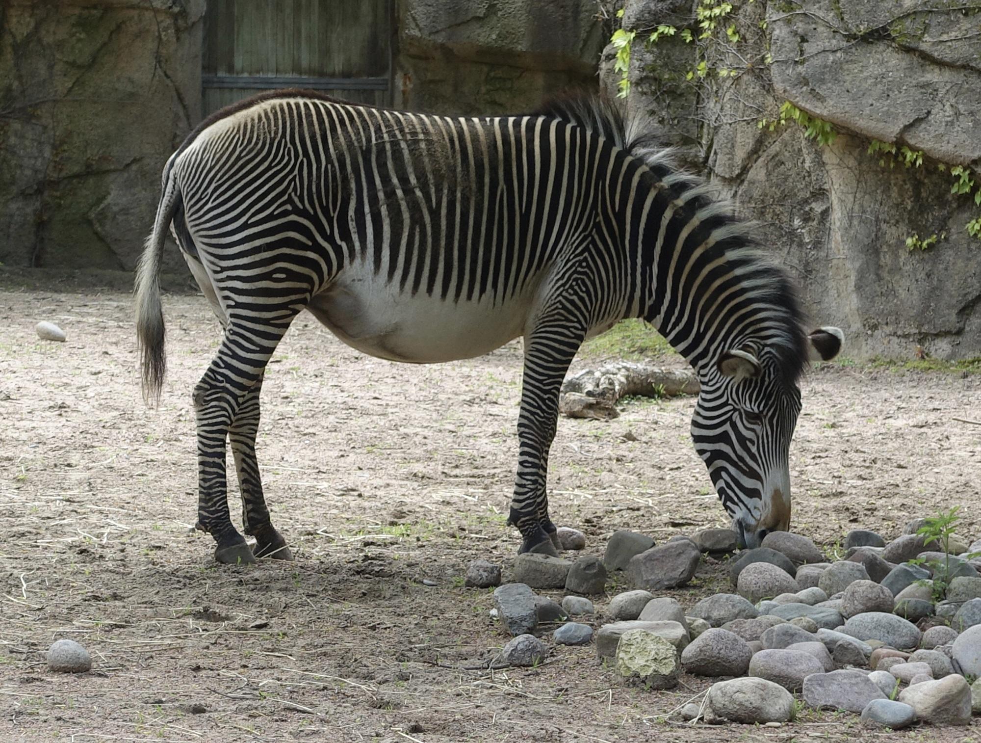 5 Kid-Friendly Chicago Attractions | Miles Away Travel Blog