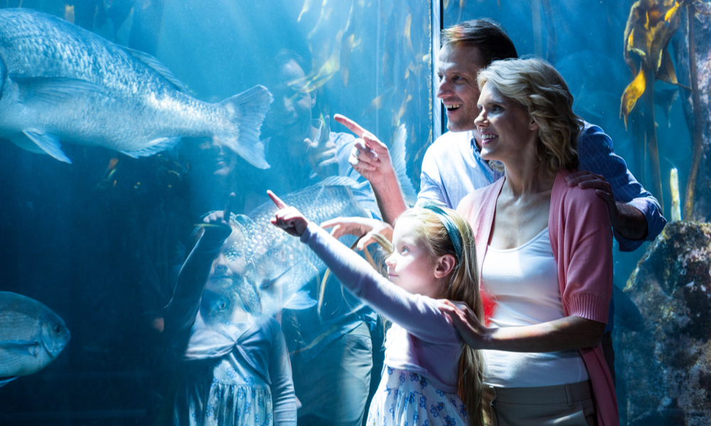 » 5 Kid-Friendly Attractions That Are a Must for Any Family Trip to Chicago