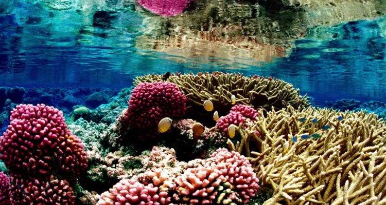 The World’s Most Beautiful Coral Reefs | Miles Away
