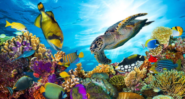 The World’s Most Beautiful Coral Reefs | CheapOair MilesAway