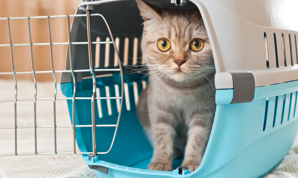 8 Tips to Fly Safely with Your Pet | CheapOair MilesAway