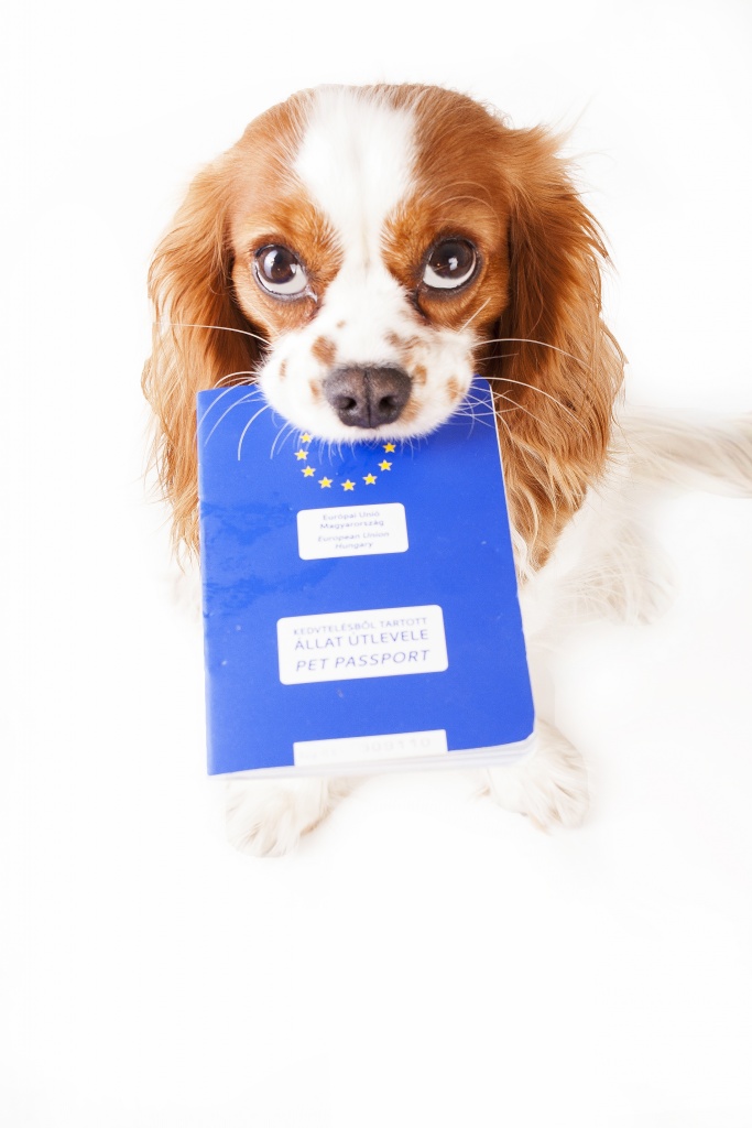 Does My Pet Need A Passport? Here's What You Need to Know | Miles Away