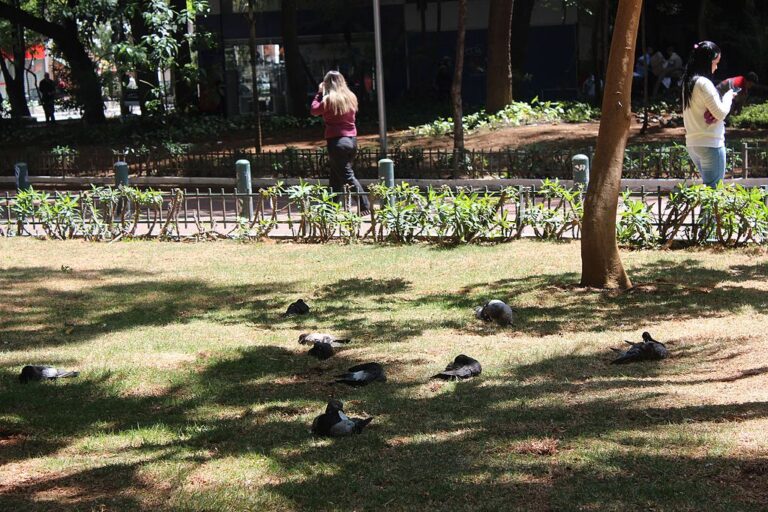 São Paulo’s Praça Dom José Gaspar | CheapOair MilesAway